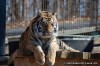 Crown Ridge Tiger Sanctuary